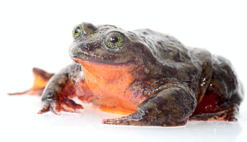 Species Declared Extinct in 2018 Plus One We Have Already Lost in 2019